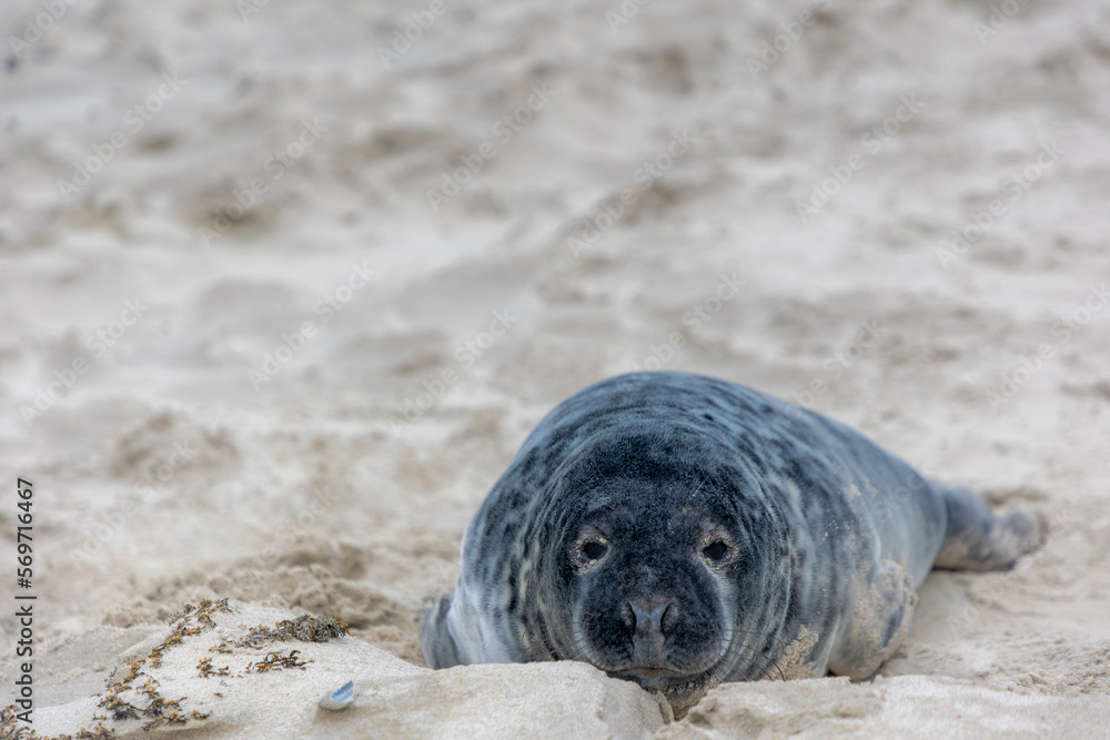 Young seal in its natural habitat laying on the beach and dune in Dutch ...