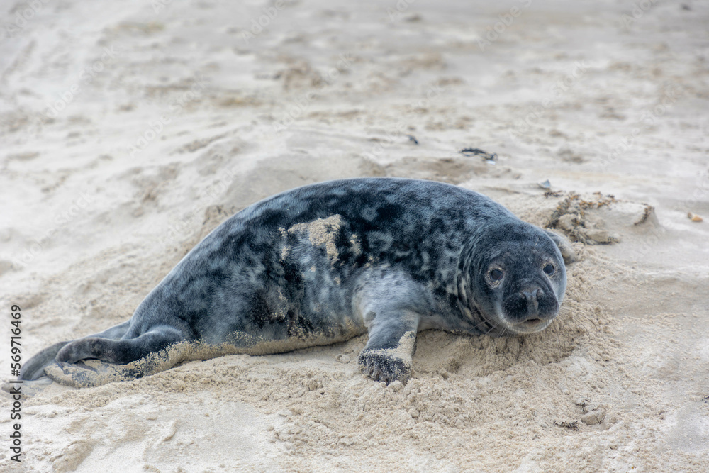 Young seal in its natural habitat laying on the beach and dune in Dutch ...