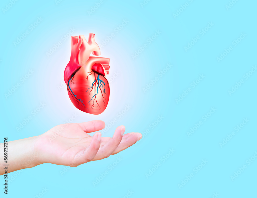 Heart attack, human heart isolated on light blue background. cardiology ...