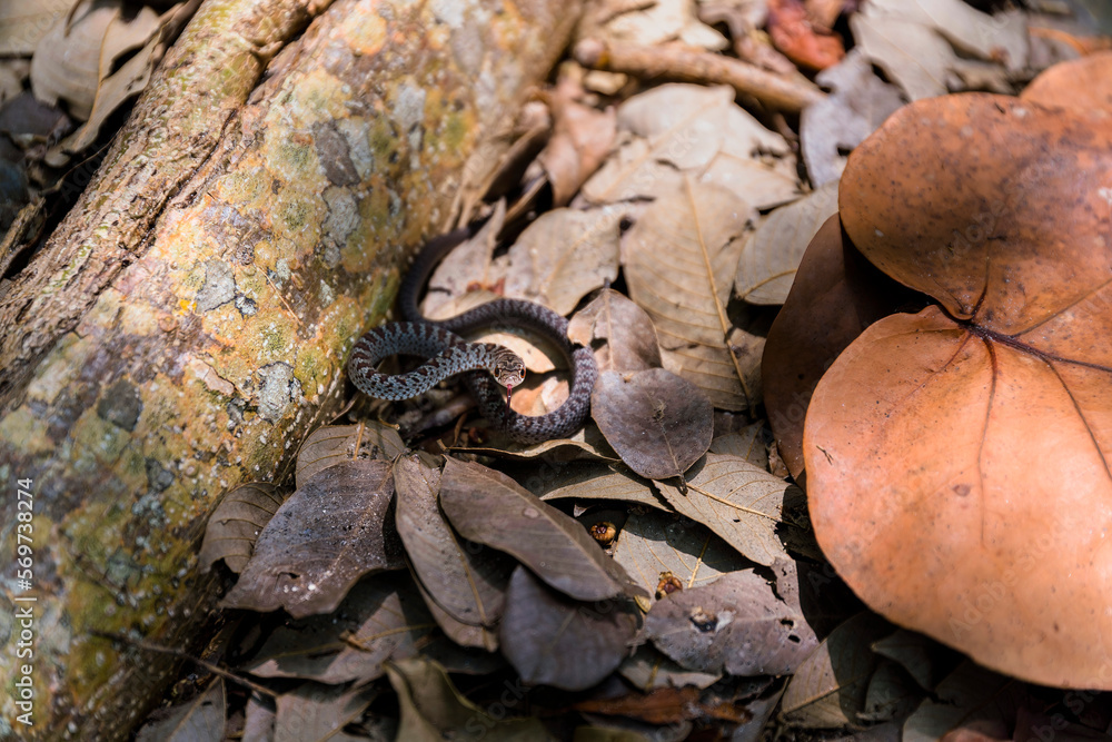 Very small snake facing up front at Bill Baggs Cape Florida State Park ...