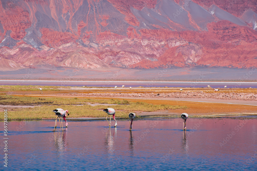 Paisajes de Carachi pampa, Antofagasta de la Sierra, catamarca ...