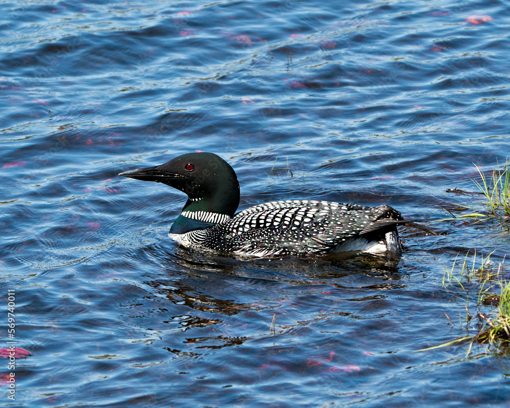 Loon Photo Stock. Loon in Wetland Image. Loon on Lake. Close-up profile ...