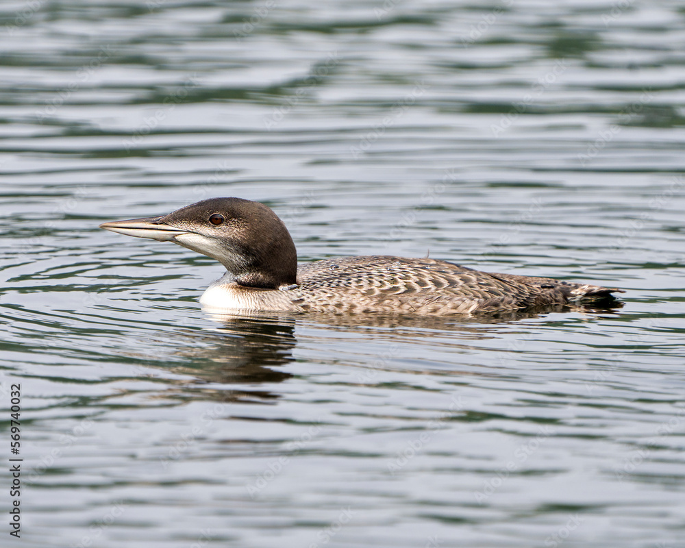 Common Loon Photo. Immature young bird swimming in its environment and ...