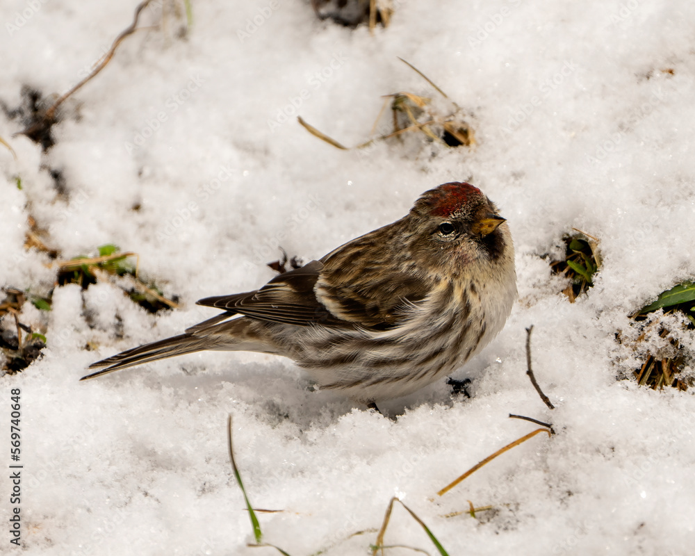 Red poll bird Photo and Image. In the winter season standing on snow ...