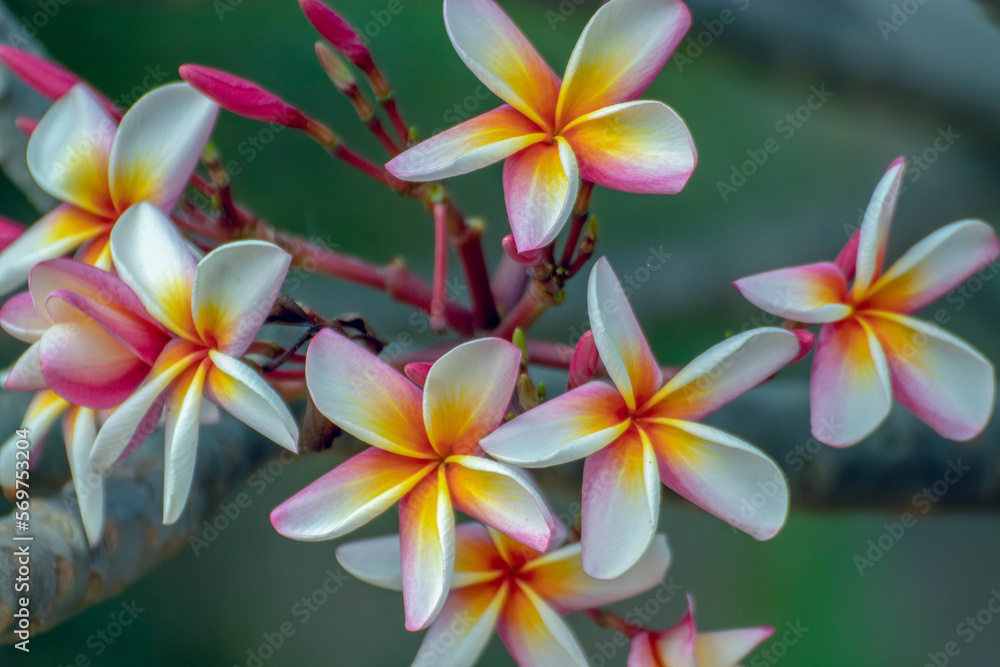 Foto de Frangipani plumeria flower, Frangipanis are one of the hardiest ...