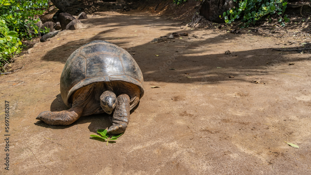 A giant turtle Aldabrachelys gigantea walks along a dirt track. Front ...