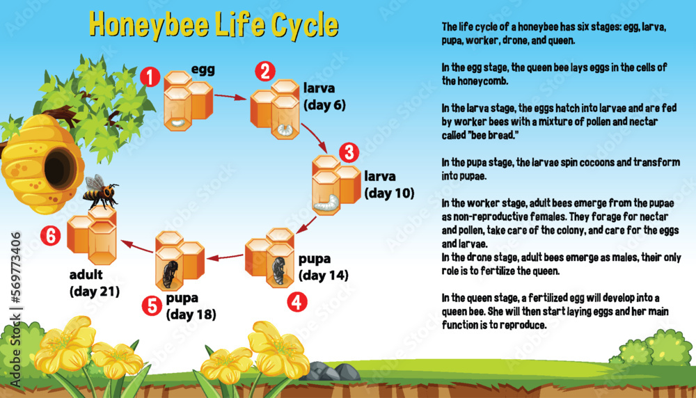 Honeybee life cycle diagram with explanation Stock Vector | Adobe Stock