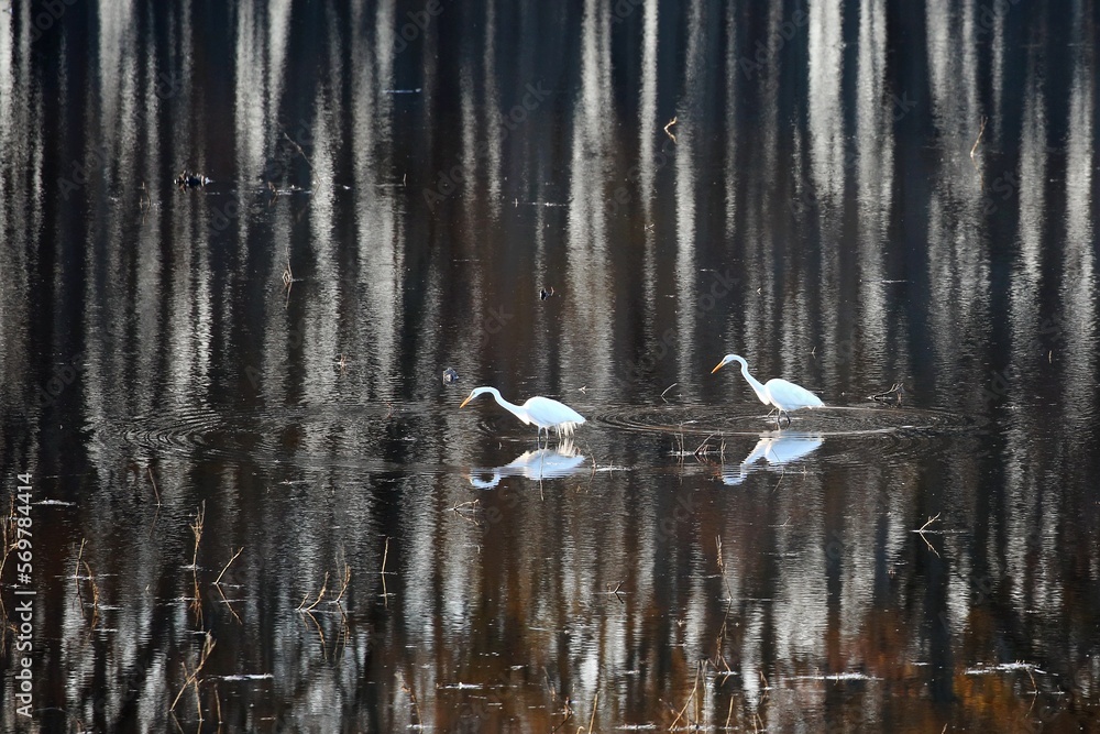 Two white egrets wading in the shallow water at Bombay Hook National ...