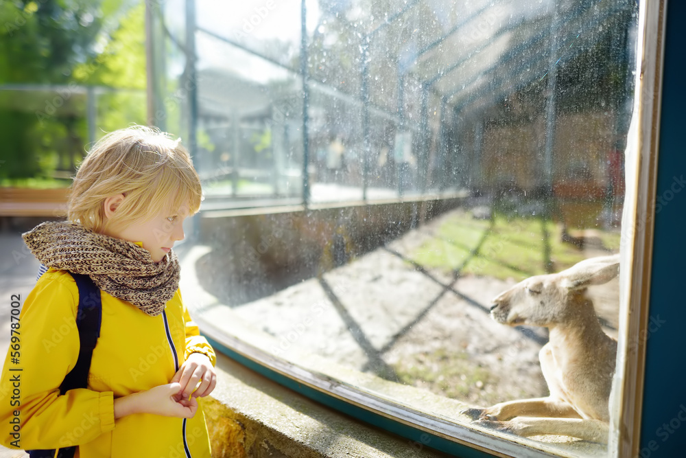 Cute litlle boy watching kangaroo at zoo. Kid having fun in farm with ...