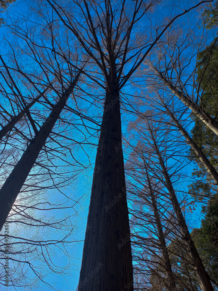View of landscape from the botanical gardens of suma rikyu park in Kobe ...