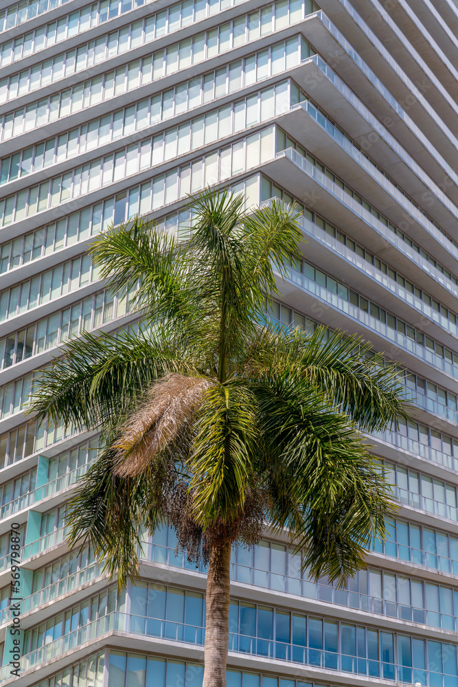 Decorative palm tree at the front of a modern glass apartment with ...