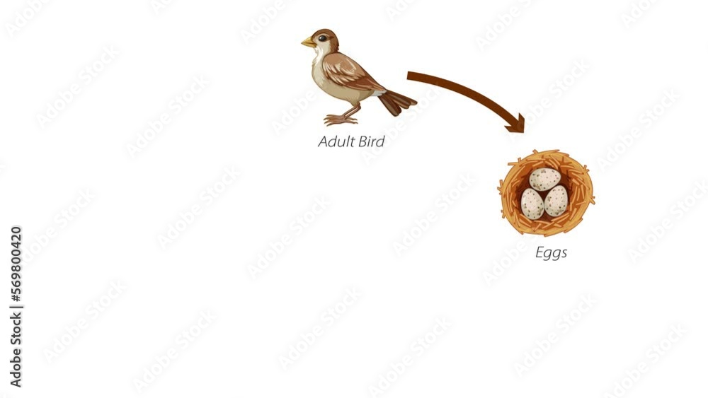 Bird Life Cycle Diagram Animation Stock Video | Adobe Stock