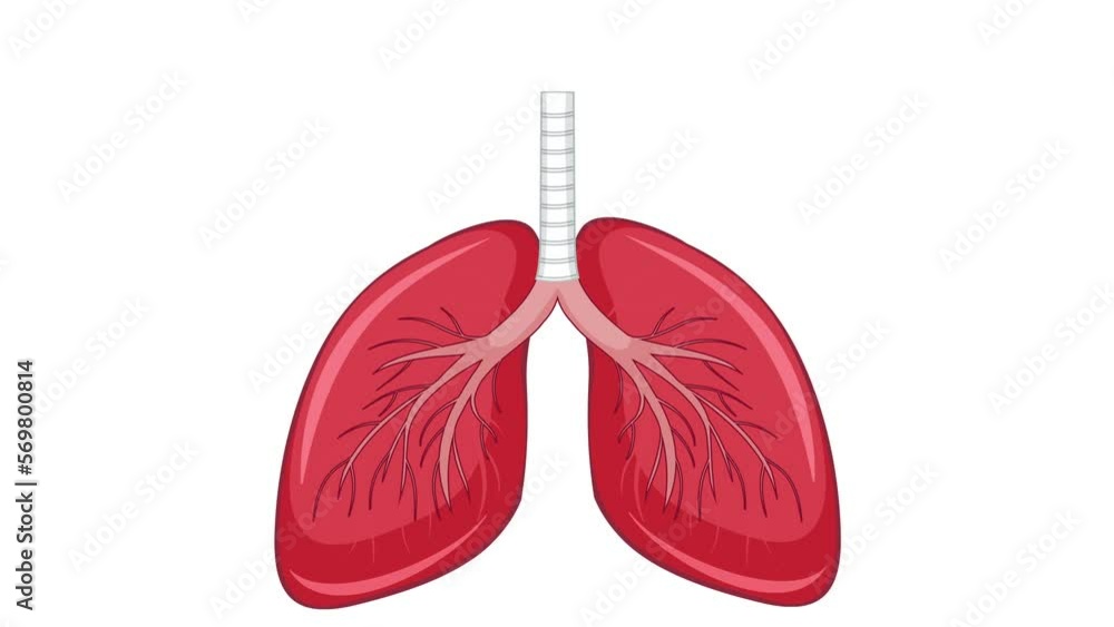 Mechanism of breathing inhalation and exhalation with explanation vídeo ...
