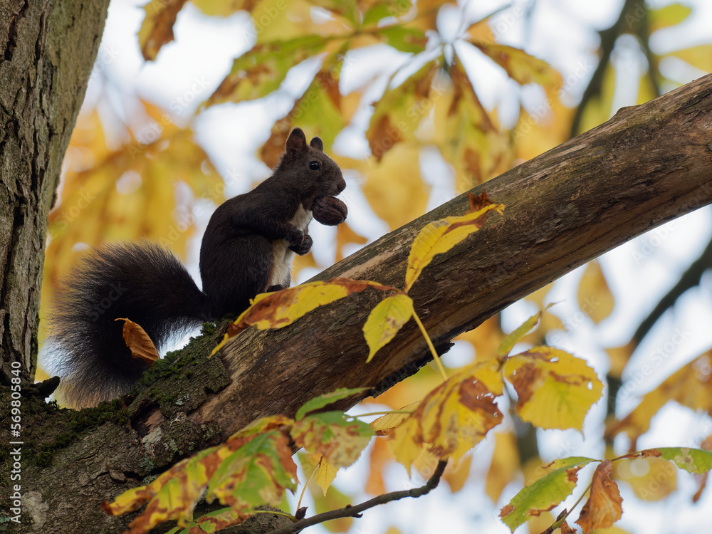 Eurasisches Eichhörnchen, Eichhörnchen, Eichkater, Sciurus vulgaris ...