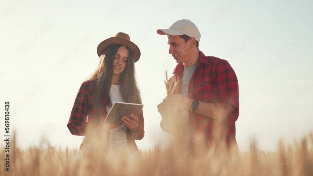 Video Stock Agriculture concept. Family of farmer walk through wheat ...