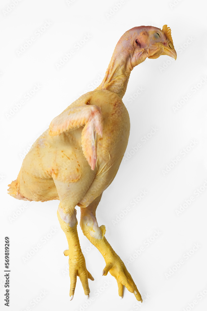 dead chicken body with head and feet isolated on white background ...