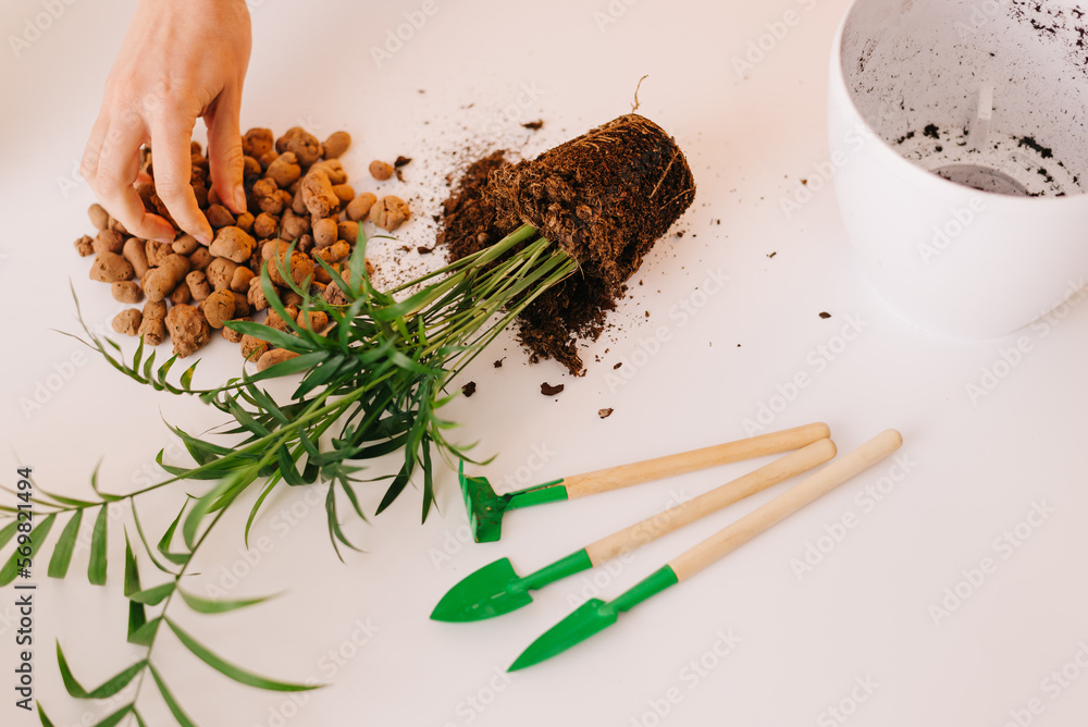 hands plant a plant in a new pot. Home gardening and care. Using ...