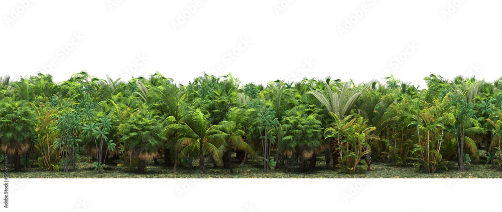 forest line, trees in the forest with grass and fallen leaves, isolated ...