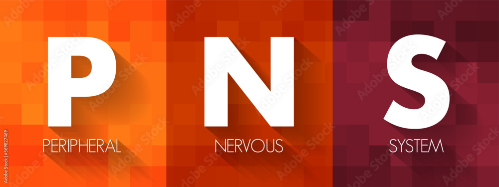 PNS Peripheral Nervous System - responsible for relaying information ...