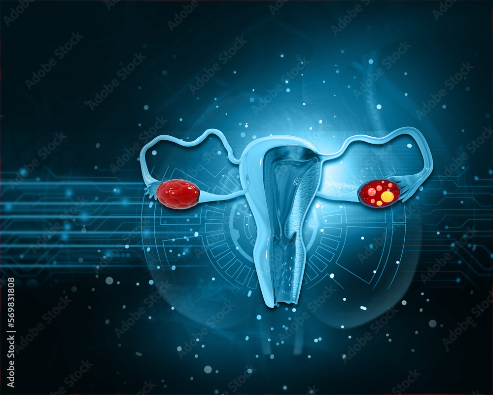 Human uterus anatomy. Digital 3d illustration.. Stock Illustration ...