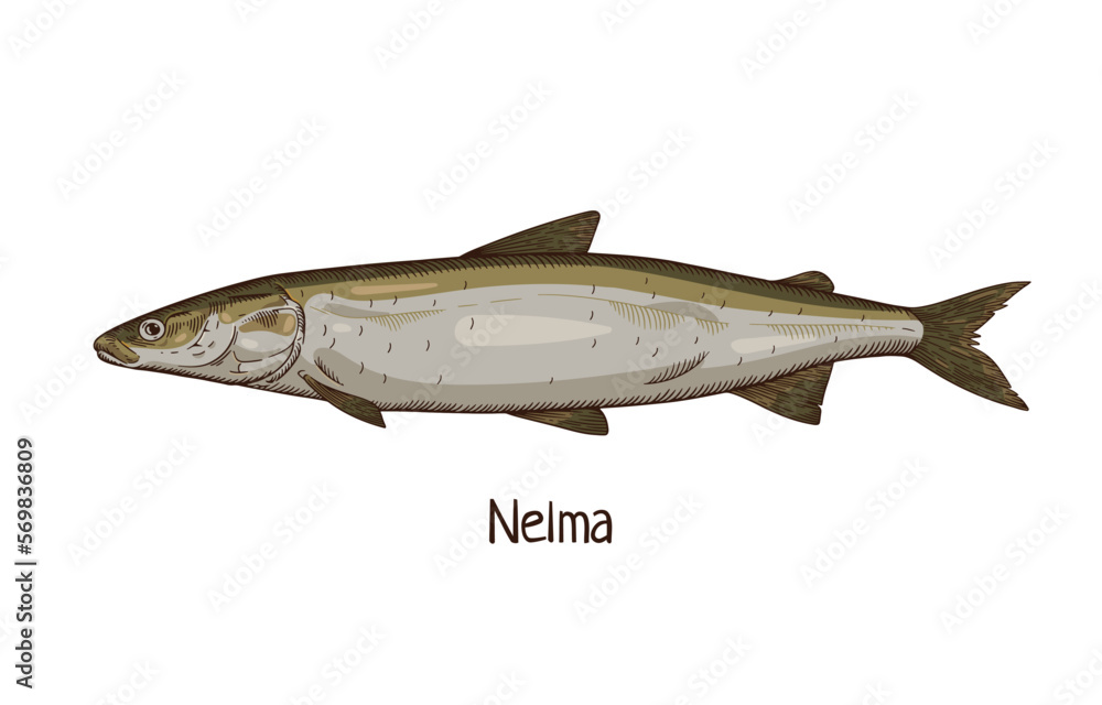 Stenodus nelma, vintage-styled drawing of sea, ocean fish. Marine ...