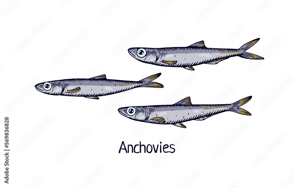 Anchovies, detailed drawing in retro realistic style. Vintage drawn sea ...