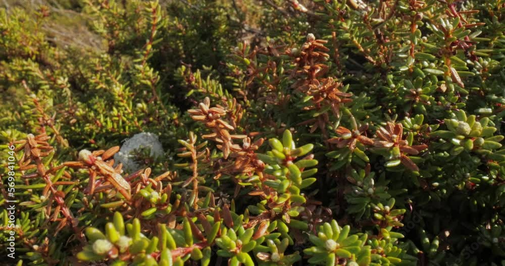 Arctic Tundra. Empetrum is a genus of three species of dwarf evergreen ...