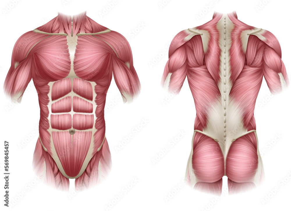 Human body muscles of the trunk shown from front and back anatomy or ... Human body muscles of the trunk shown from front and back anatomy or ...