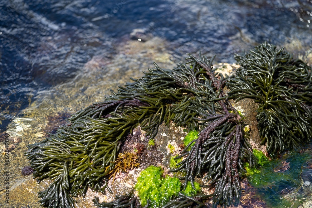 Seaweed and bull kelp growing on rocks in the ocean in australia. Waves ...