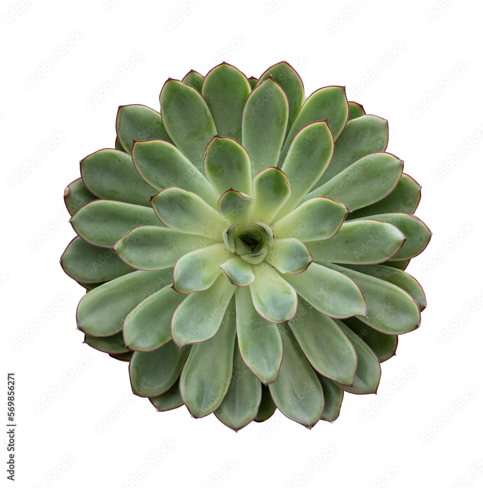 top down view of green potted succulent plant, transparent background ...