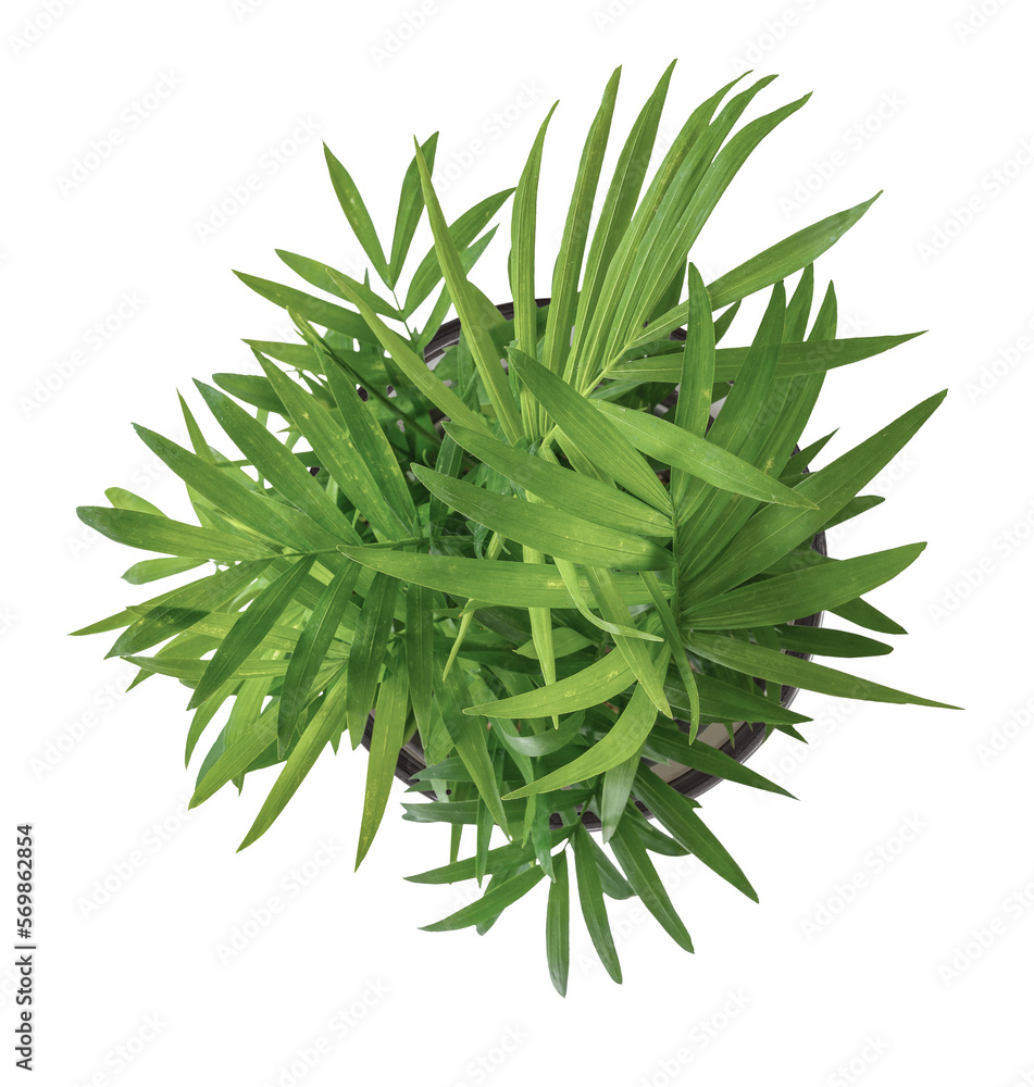 top down view of green potted parlour palm plant, transparent ...