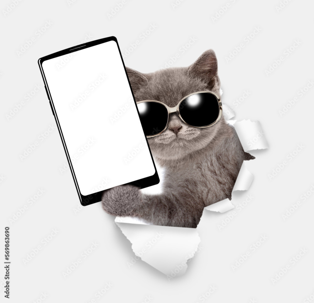 Cat wearing sunglasses holds big smartphone with white blank screen ...