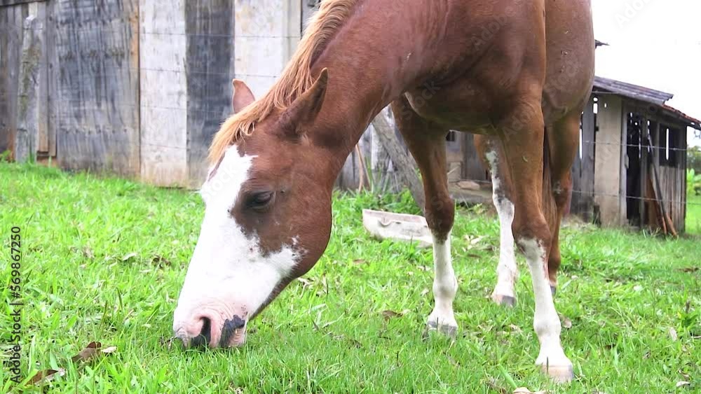 A horse in open field eating grassu during the summer in brazil ...