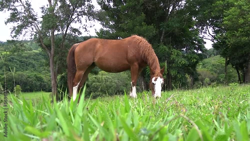 A horse in open field eating grass during the summer. Brazilian farms ...