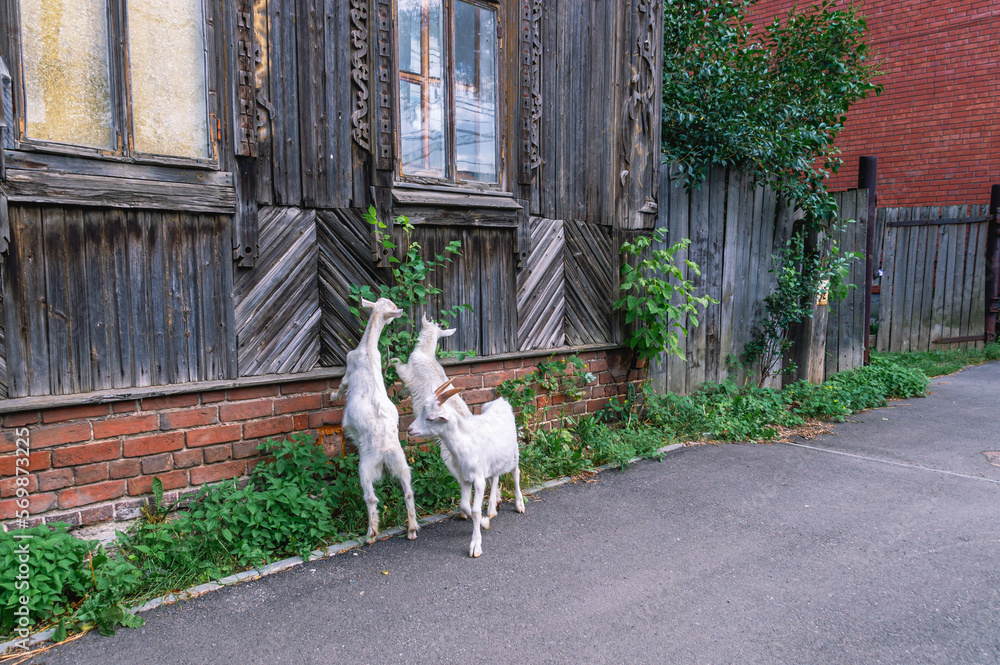 Young goats eat leaves from a bush near an old and dilapidated wooden ...