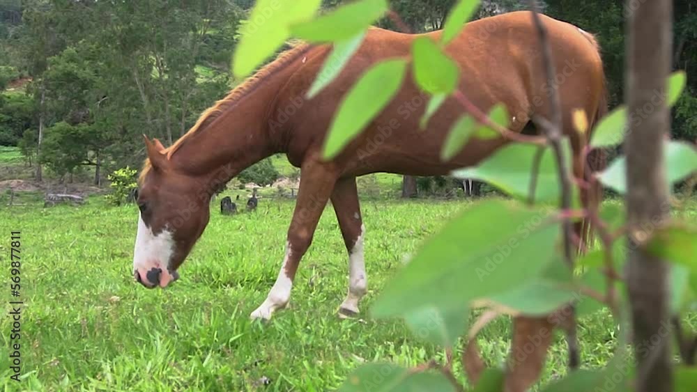 A horse in open field eating grassu during the summer in brazil ...
