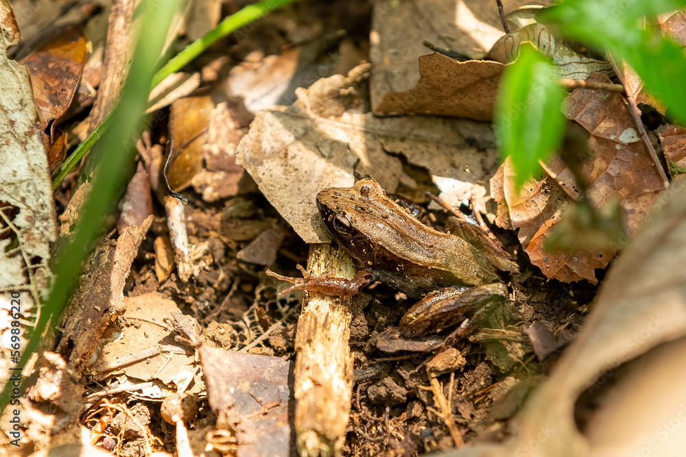 Mantidactylus aerumnalis, endemic species of frog in the family ...