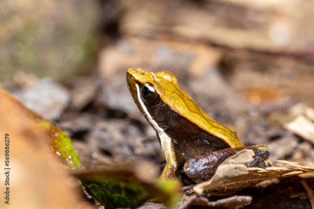 Small endemic frog Brown Mantella (Mantidactylus melanopleura), species ...