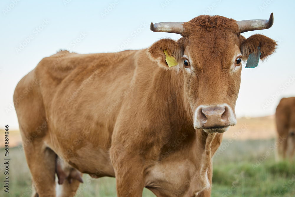 Sustainability, farming and portrait of cow on field, animal in ...