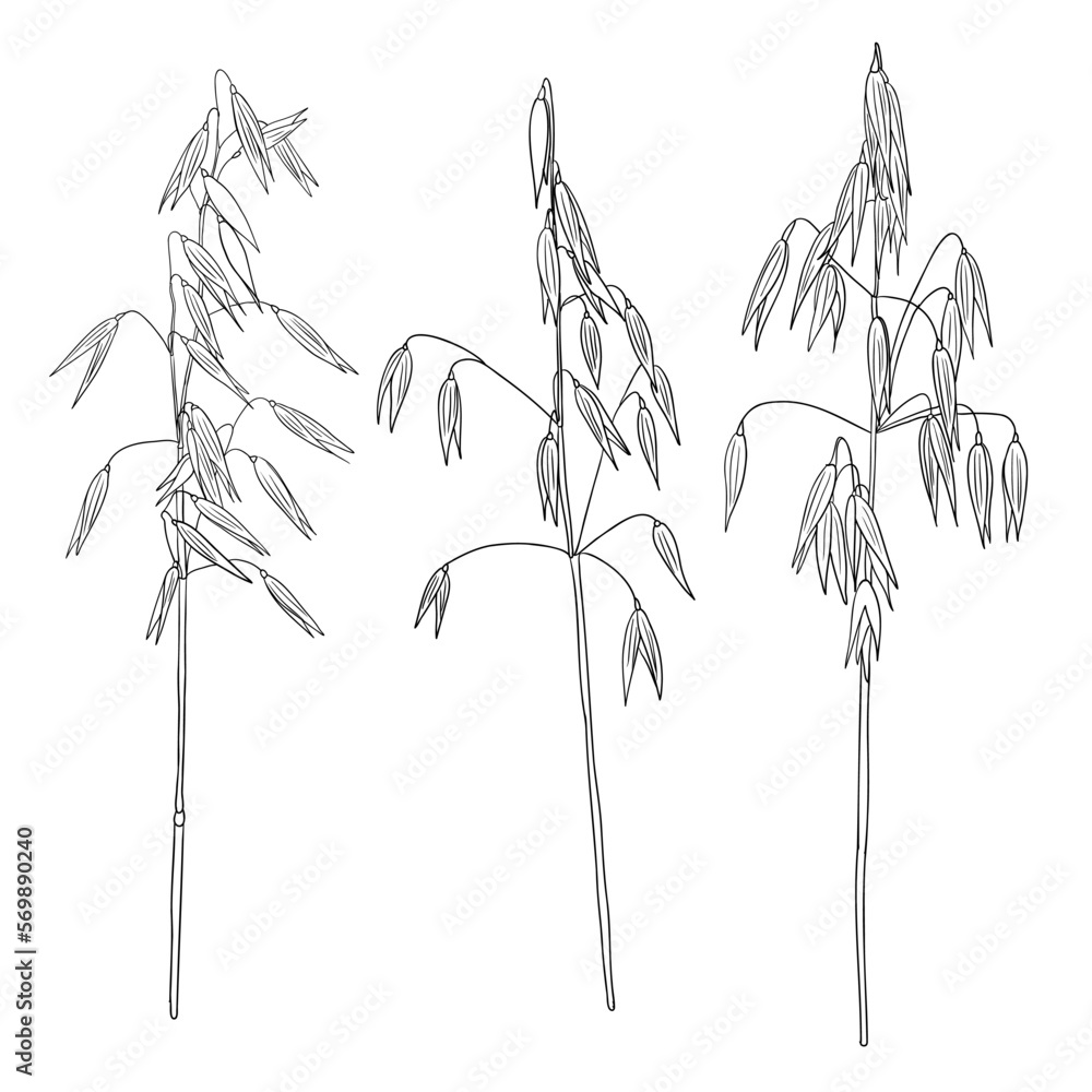 vector drawing oat, grass plants, line drawing floral elements, hand ...
