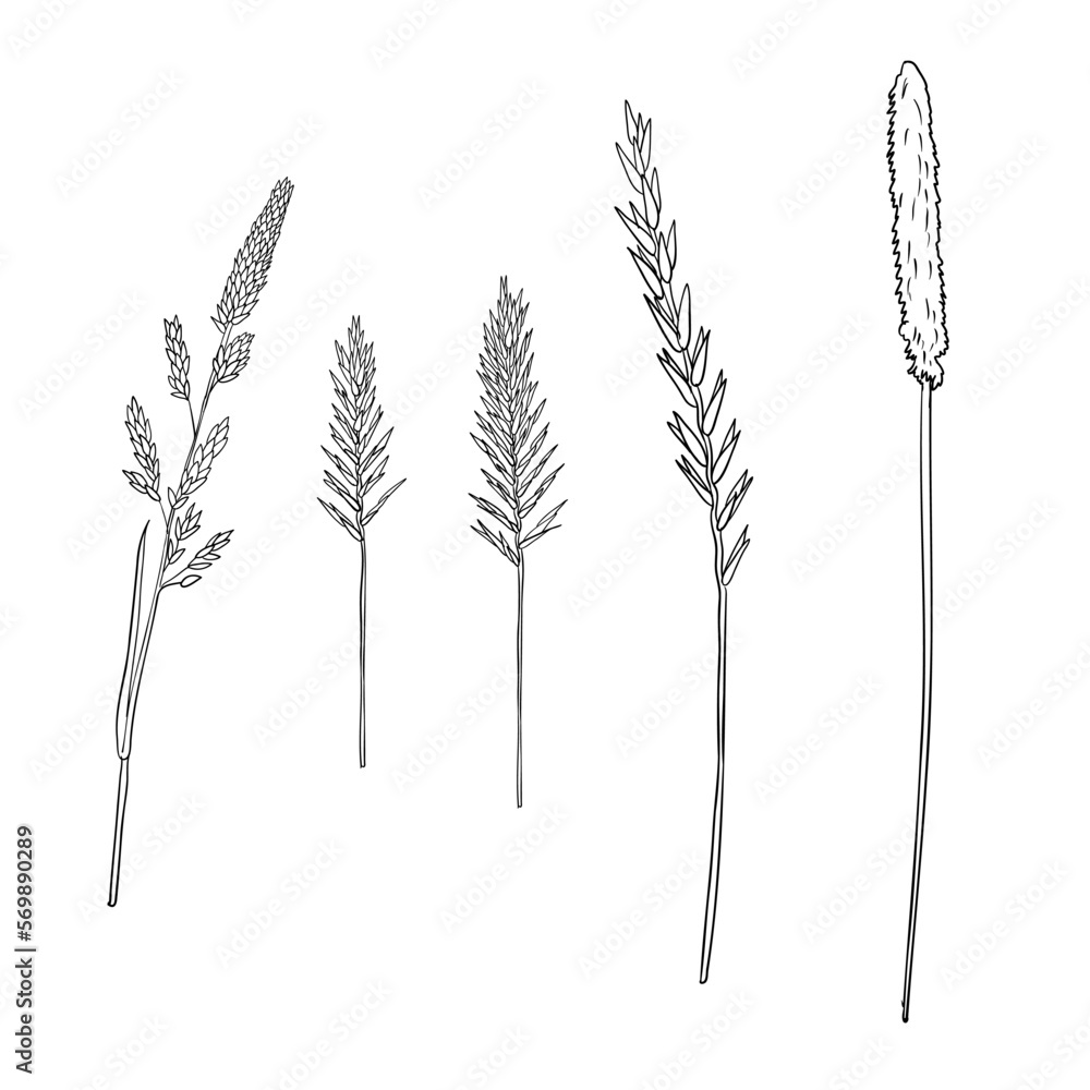 vector drawing grass plants, line drawing floral elements, hand drawn ...
