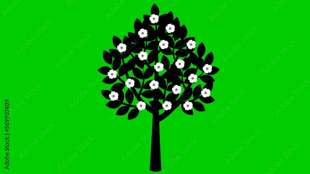 The black tree gradually grows, leaves appear on the branches. White ...