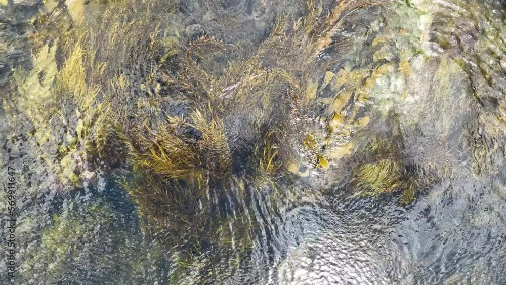 Seaweed and bull kelp growing on rocks in the ocean in australia. Waves ...