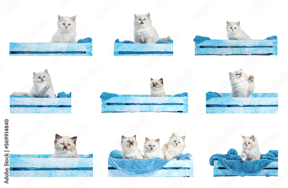 Set of Ragdoll cat poses collection isolated on transparent background ...