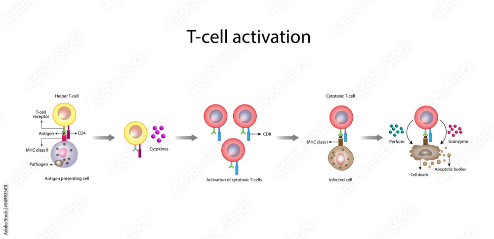 T-Cell activation diagram, helper T-cell and cytotoxic T-cell vector ... T-Cell activation diagram, helper T-cell and cytotoxic T-cell vector ...