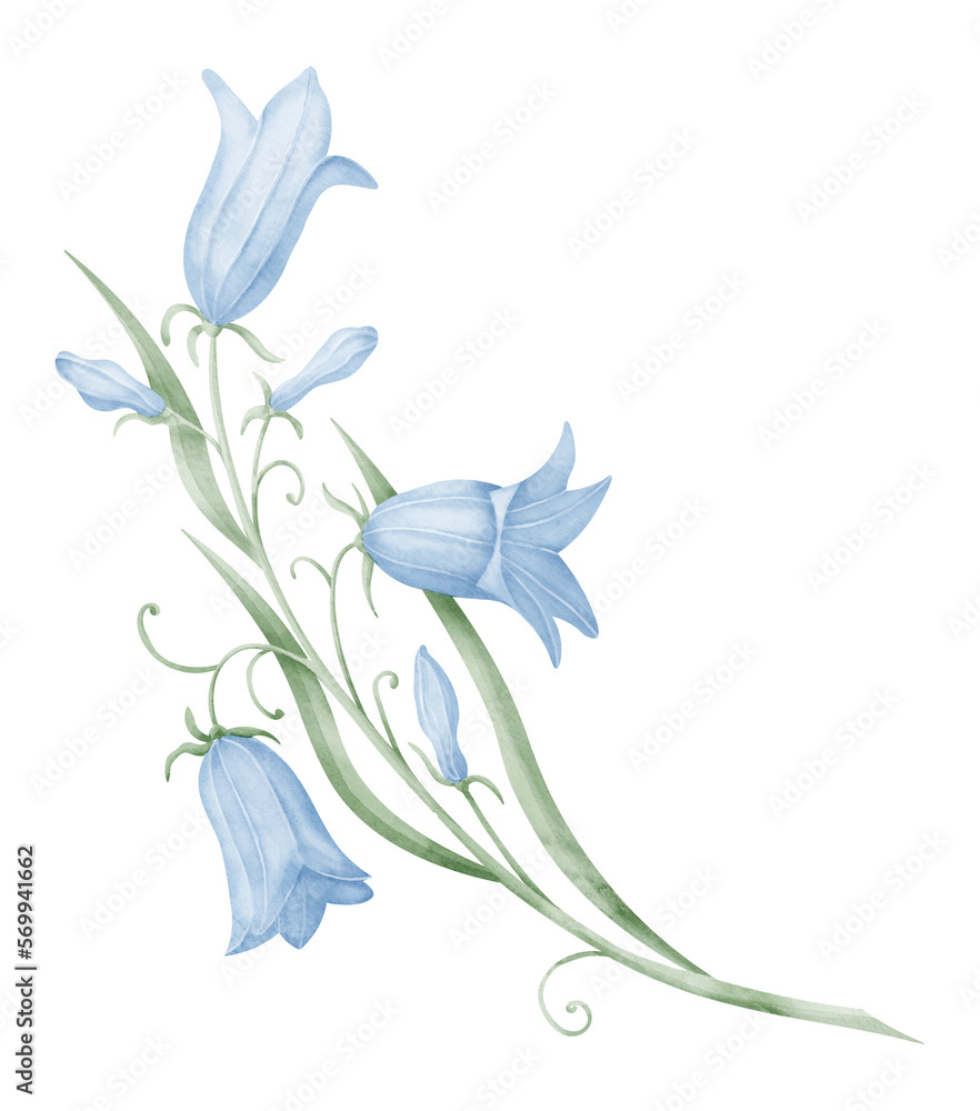 Bell Flower watercolor illustration. Hand drawn botanical drawing of ...