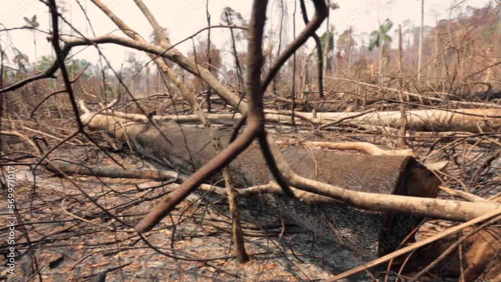 Landscape view of deforestation in the amazon rainforest. Trees cut and ...
