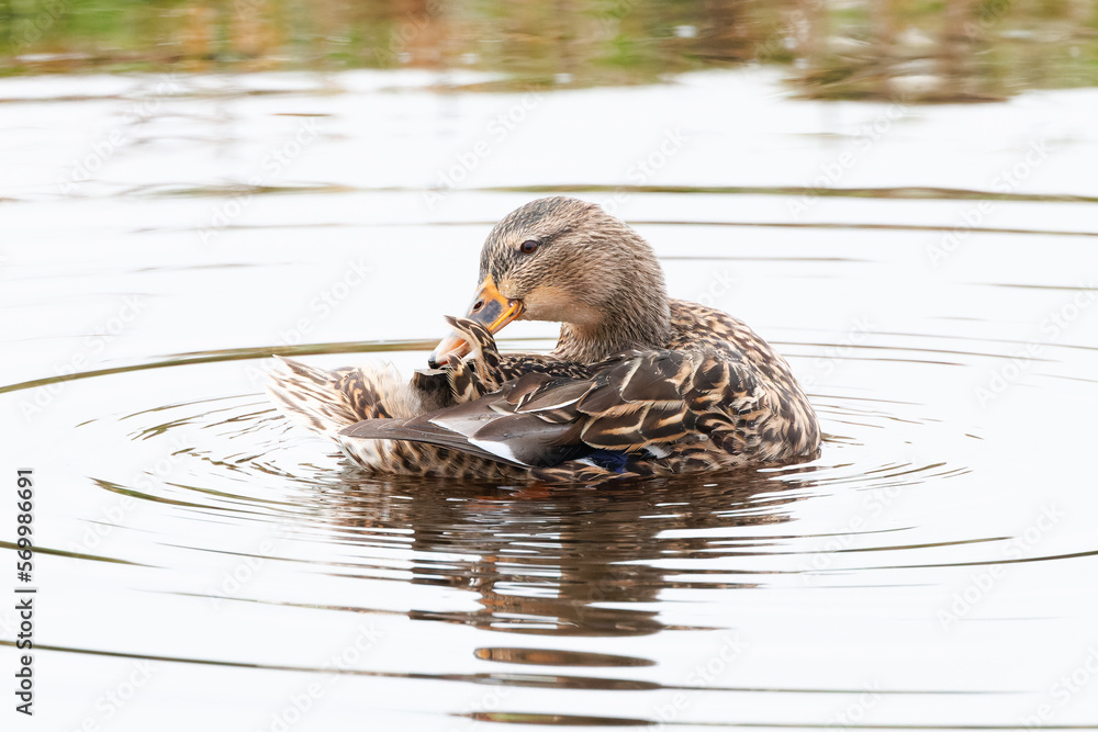Close up of a preening female Mallard, Anas platyrhynchos, with head ...