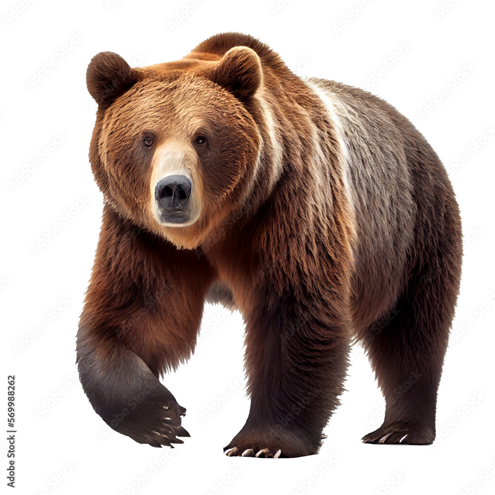 ferocious grizzly bear On a clean background. generative AI Stock ...