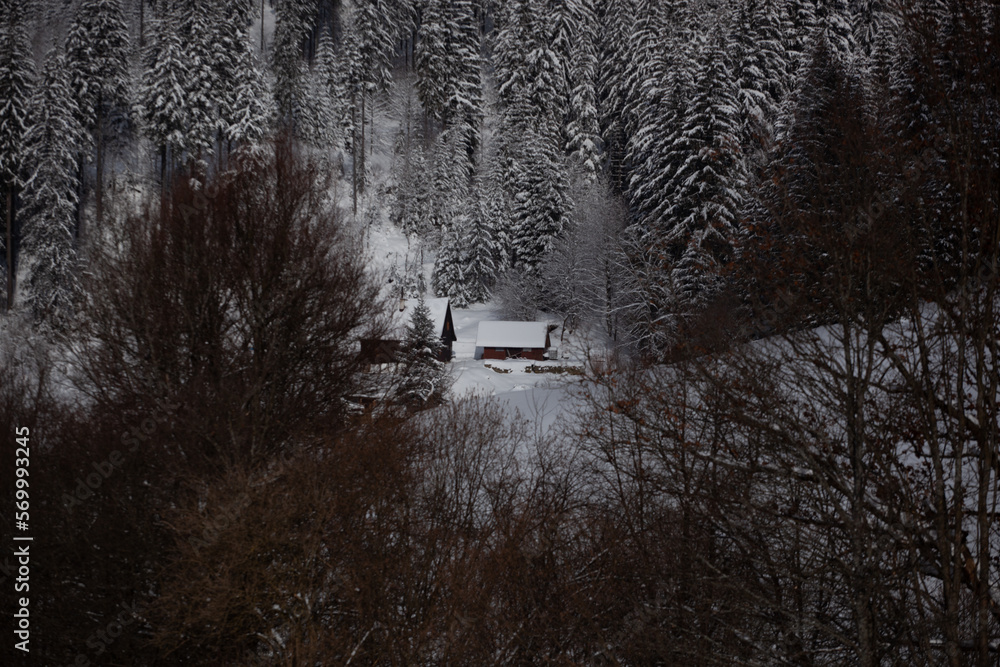 Snowy chalet in a clearing in the middle of the forest. The resinous ...